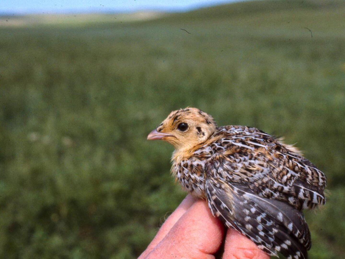 Avian Biology | Cedar Point Biological Station | Nebraska